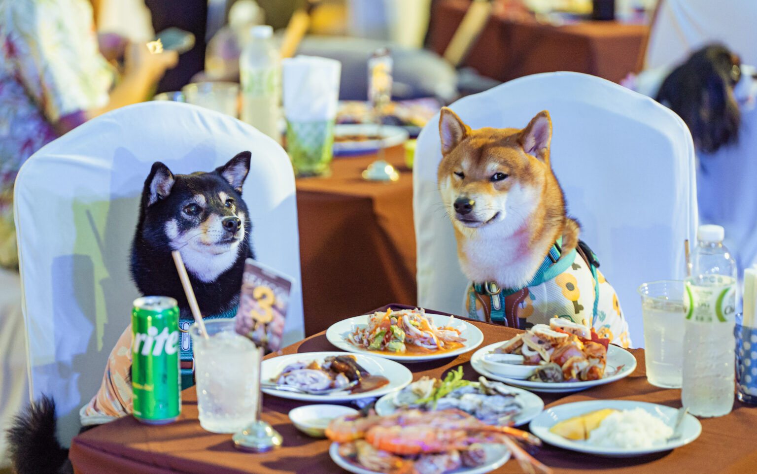 Seafood Buffet Pet Run ทานอาหารทะเลไม่อั้น ในบรรยากาศสวน พาสัตว์เลี้ยง ...
